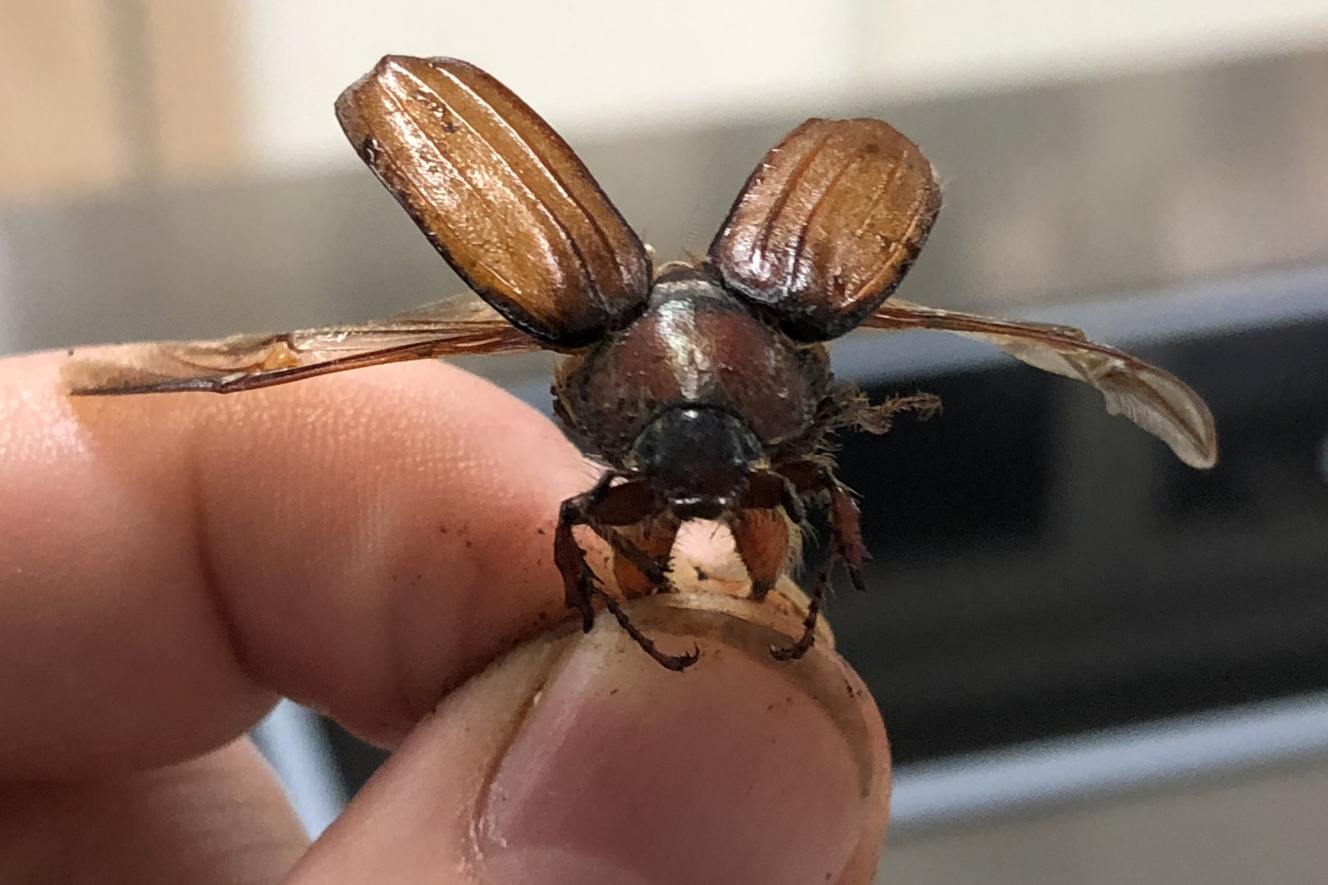 CHROUST - CHROUSTOVÁ POLÉVKA :-) - Radek David